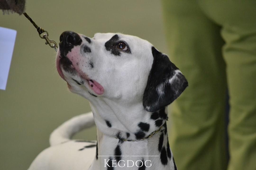 Mac’s critique – Ailsadot Dalmatians