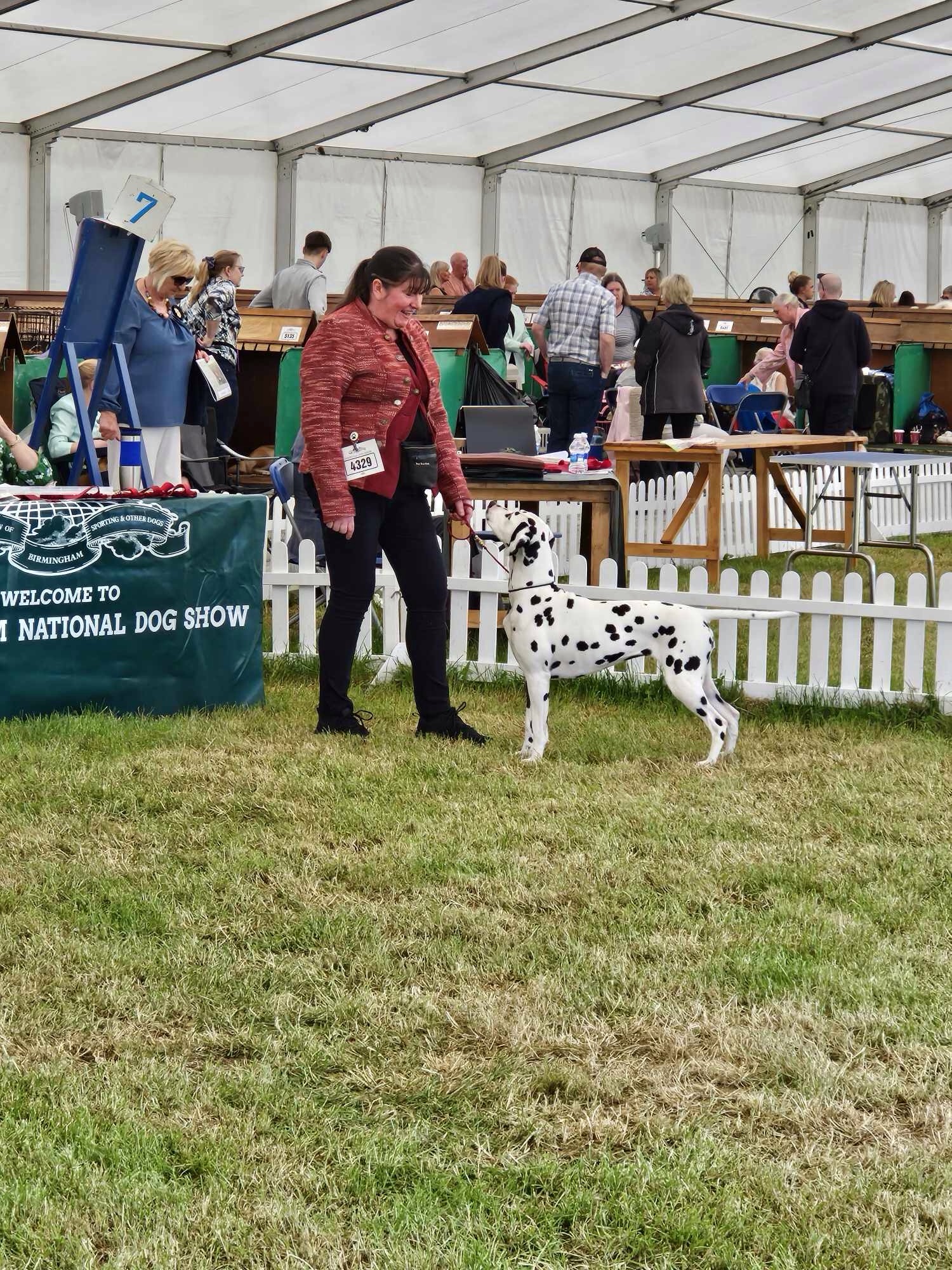 National Champ Show – Ailsadot Dalmatians