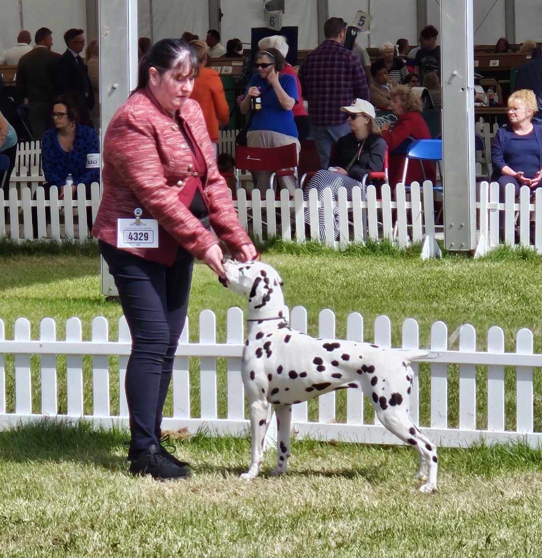 National Champ Show – Ailsadot Dalmatians