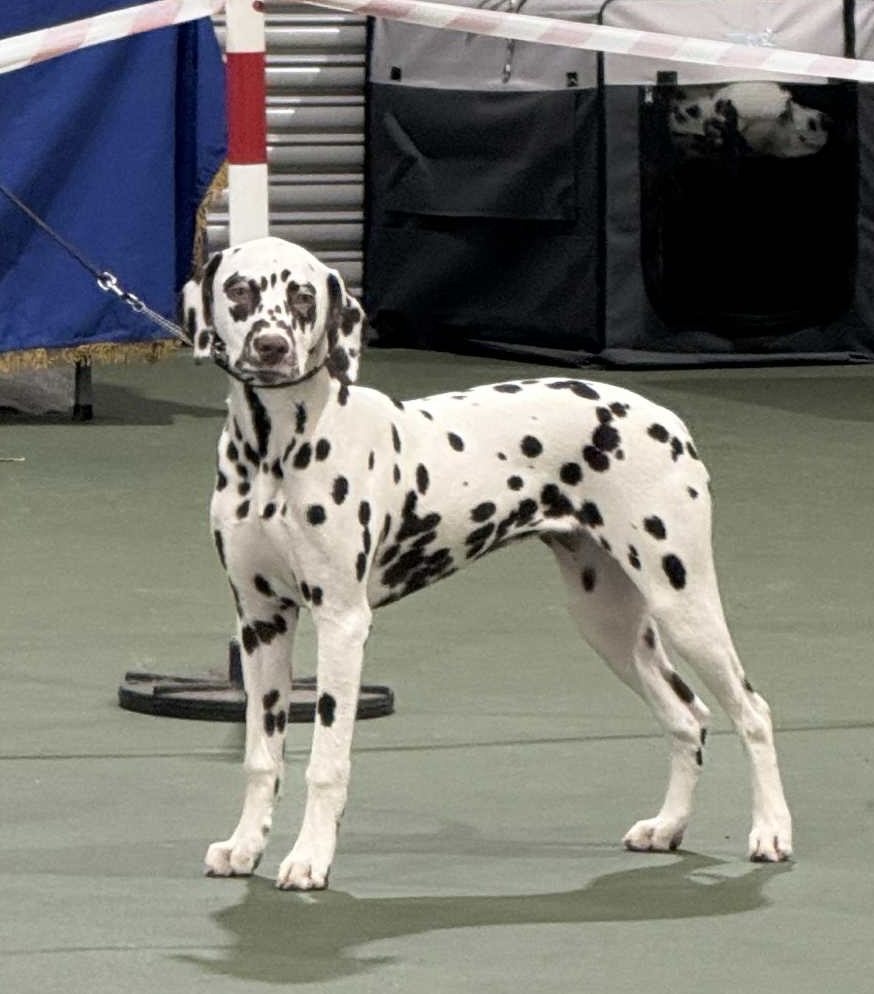 British Dalmatian Club Champ show – Ailsadot Dalmatians