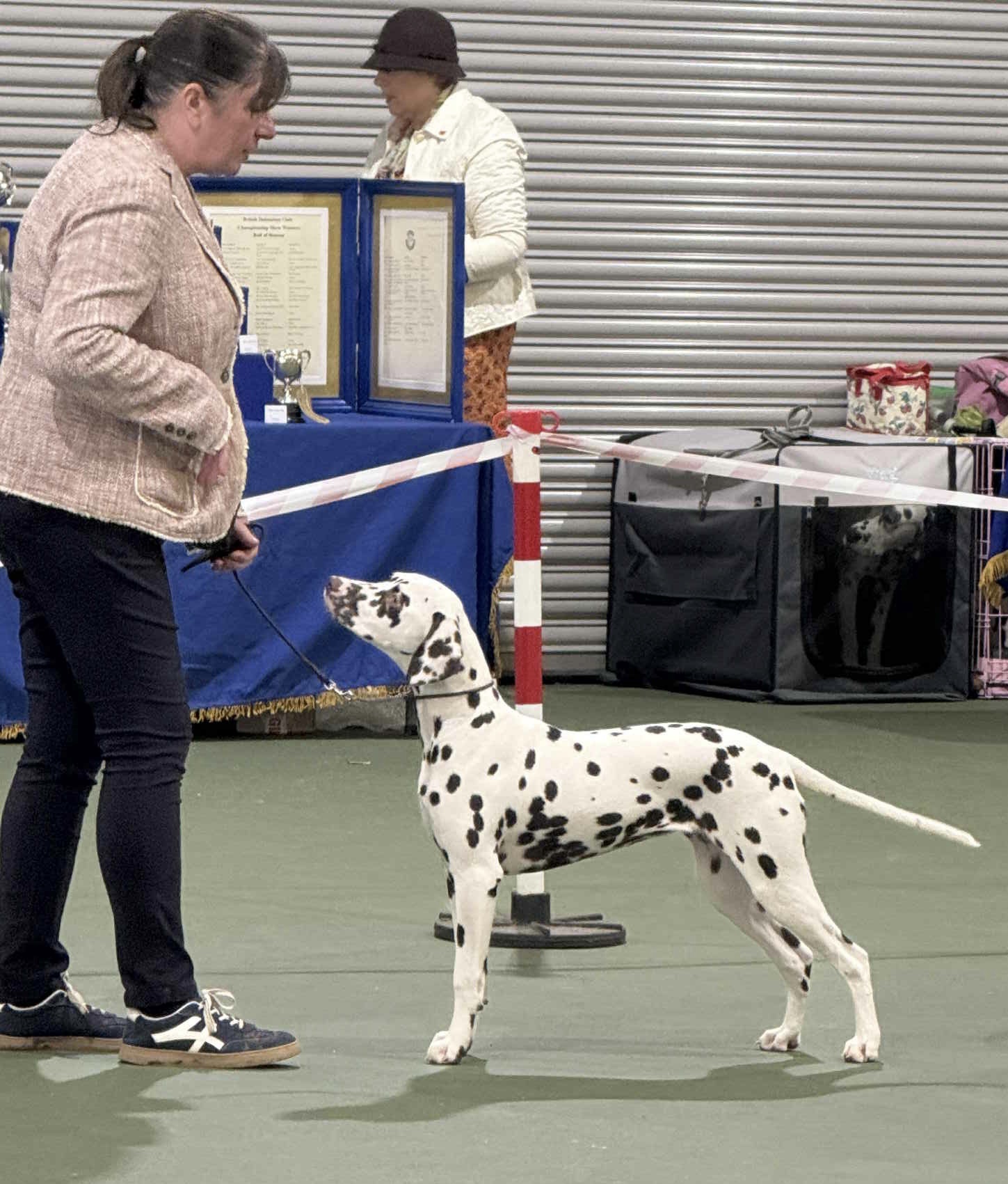 British Dalmatian Club Champ show – Ailsadot Dalmatians